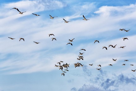 250 Flying swarm Stock Pictures, Editorial Images and Stock Photos ...