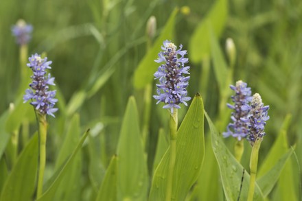 2,000 Hydrophytic plant Stock Pictures, Editorial Images and Stock ...