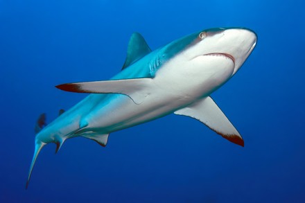 82 Yap islands Stock Pictures, Editorial Images and Stock Photos ...