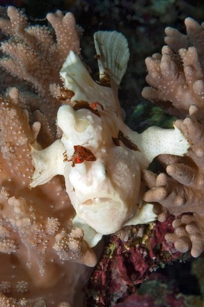 White Painted Frogfish Antennarius Pictus Sitting Editorial Stock Photo ...