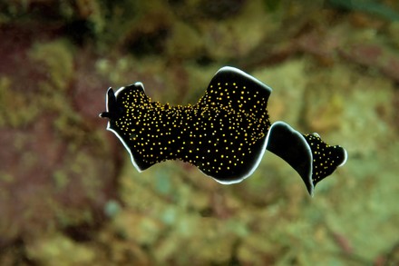 82 Yap islands Stock Pictures, Editorial Images and Stock Photos ...