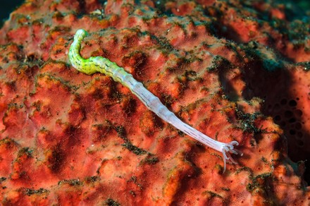 3 Synaptidae Stock Pictures, Editorial Images and Stock Photos ...