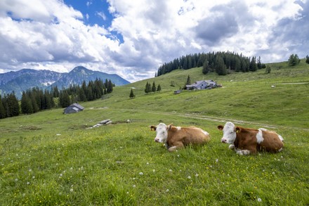 750 Alpine farming Stock Pictures, Editorial Images and Stock Photos ...