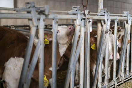 750 Cattle stand Stock Pictures, Editorial Images and Stock Photos ...