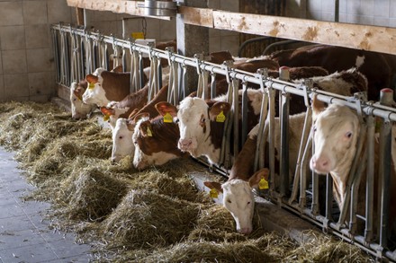 750 Cattle stand Stock Pictures, Editorial Images and Stock Photos ...