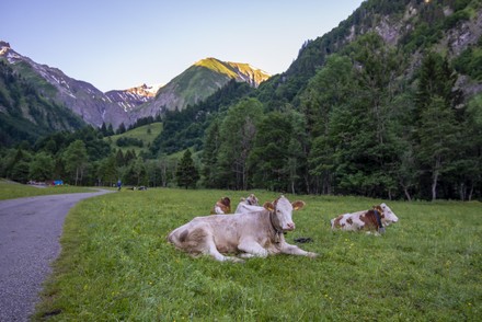 750 Alpine farming Stock Pictures, Editorial Images and Stock Photos ...