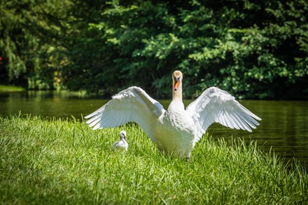 500 Defensive animals Stock Pictures, Editorial Images and Stock Photos ...