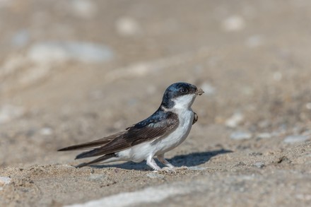 House Martin Delichon Urbicum On Ground Editorial Stock Photo - Stock ...