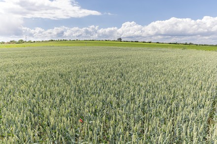 750 Open field area Stock Pictures, Editorial Images and Stock Photos ...