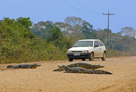34 Common caiman Stock Pictures, Editorial Images and Stock Photos ...