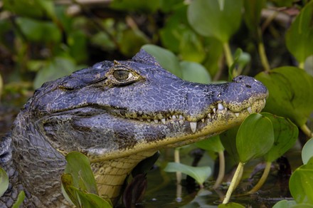 34 Common caiman Stock Pictures, Editorial Images and Stock Photos ...