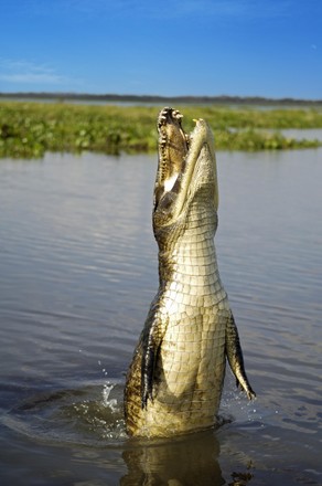 34 Common caiman Stock Pictures, Editorial Images and Stock Photos ...