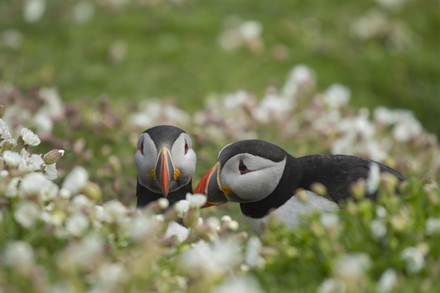500 Courtship behaviors Stock Pictures, Editorial Images and Stock ...