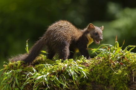 European Pine Marten Martes Martes Adult Editorial Stock Photo - Stock ...