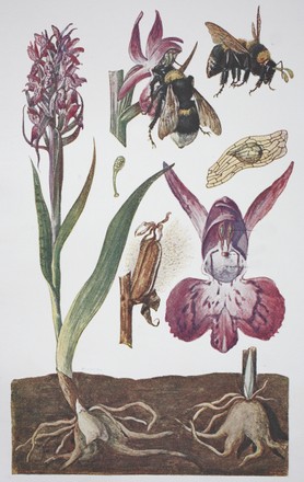 Western Marsh Orchid Western Marsh Orchid Editorial Stock Photo - Stock ...