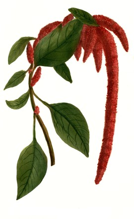 Foxtail Foxtail Amaranth Amaranthus Caudatus Called Editorial Stock ...