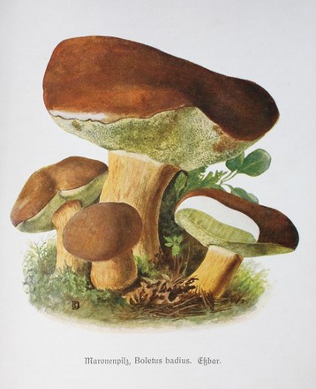 Mushroom Maronenpilz Maronenroehrling Syn Boletus Xerocomus Editorial ...
