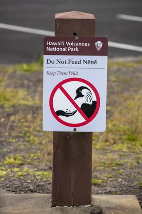 Warning Sign Road Sign Nene Hawaiigans Editorial Stock Photo - Stock ...