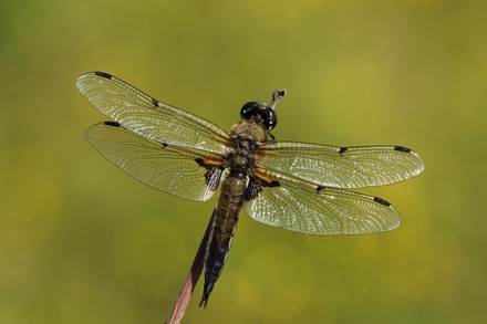 Male Fourspotted Chaser Libellula Quadrimaculata Pterostigma Editorial ...