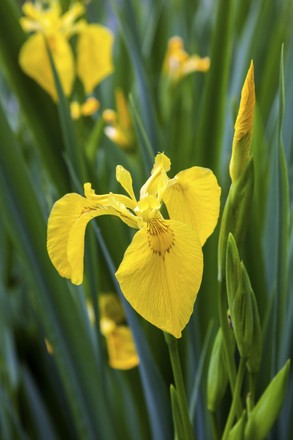Marsh Iris Yellow Iris Iris Pseudacorus Editorial Stock Photo - Stock ...