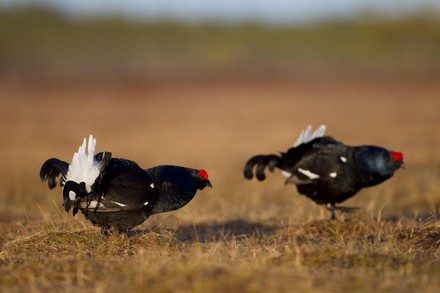 Black Grouse Tetrao Tetrix Courting Cocks Editorial Stock Photo - Stock ...