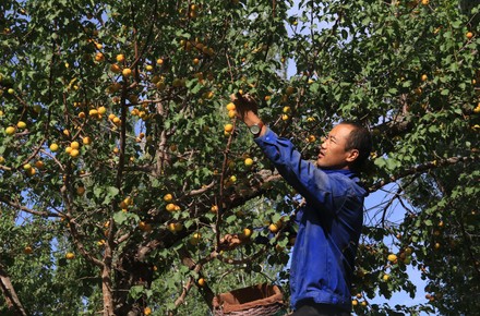 Villager Picks Apricots Heshui Village Dunhuang Editorial Stock Photo ...