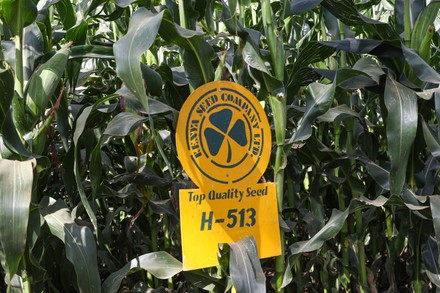 Variety Kenya Seed Company Maize Crop Editorial Stock Photo - Stock ...