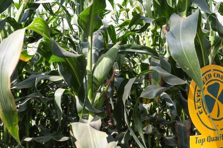 Variety Kenya Seed Company Maize Crop Editorial Stock Photo - Stock ...