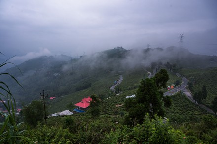 Mirik Valley Covered Tea Bushes Throughout Editorial Stock Photo ...