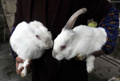 250 Rabbit ear Stock Pictures, Editorial Images and Stock Photos ...