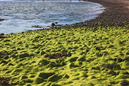 23 Chlorobionta Stock Pictures, Editorial Images and Stock Photos ...