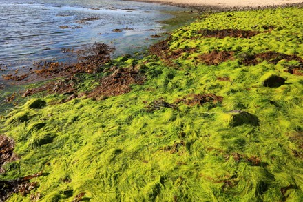 23 Chlorobionta Stock Pictures, Editorial Images and Stock Photos ...