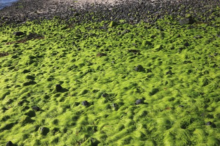 23 Chlorobionta Stock Pictures, Editorial Images and Stock Photos ...