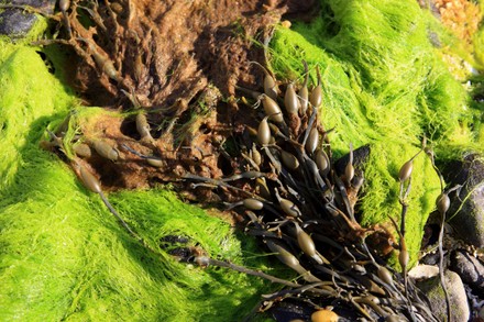 23 Chlorobionta Stock Pictures, Editorial Images and Stock Photos ...