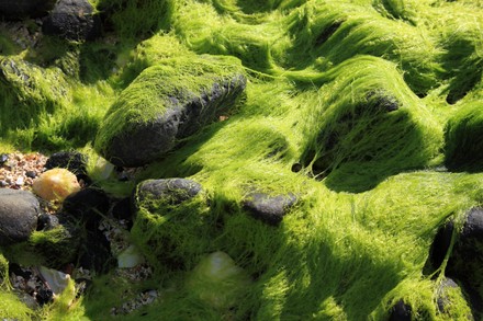23 Chlorobionta Stock Pictures, Editorial Images and Stock Photos ...