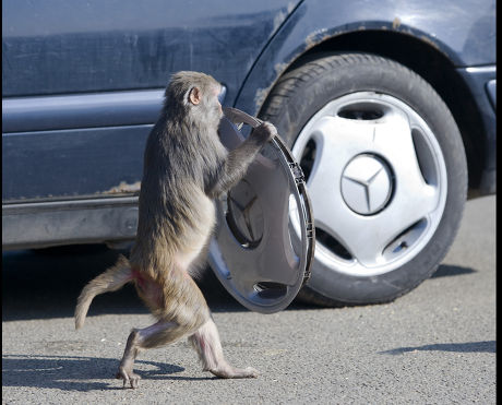 Rhesus Macaque Monkeys Playing On Mercedes Editorial Stock Photo ...