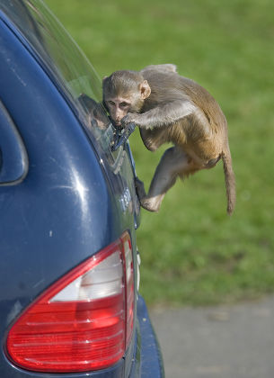 Rhesus Macaque Monkeys Playing On Mercedes Editorial Stock Photo ...