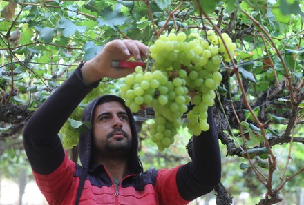 Farmer Harvests Seedless Grapes Vineyard During Editorial Stock Photo ...