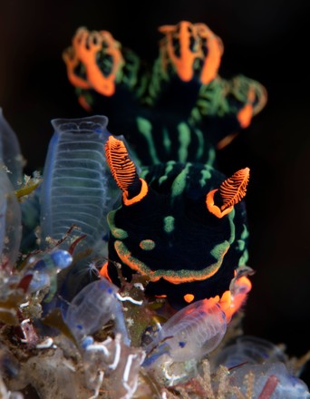 One Funky Looking Nudibranchs Sea Slugs Editorial Stock Photo - Stock ...