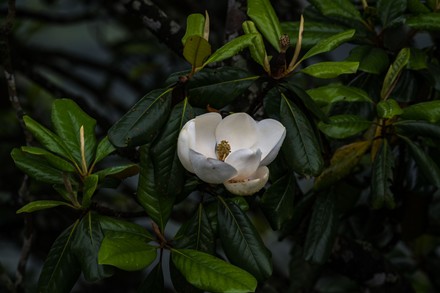 Southern Magnolia Magnolia Grandiflora Him Champa Editorial Stock Photo ...