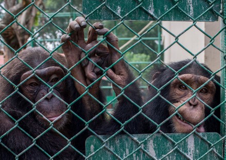Chimpanzees Chimpu L Champa R Inside Editorial Stock Photo - Stock ...