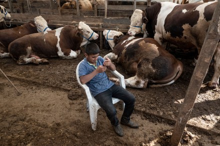 1,000 Animal preparation Stock Pictures, Editorial Images and Stock ...