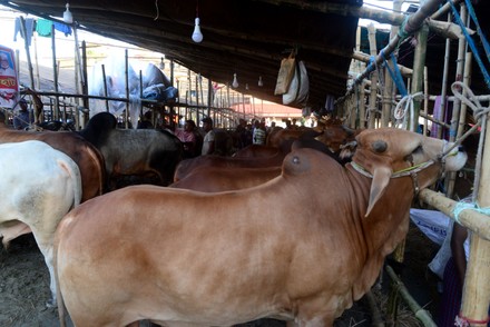 500 Oxen cattle Stock Pictures, Editorial Images and Stock Photos ...