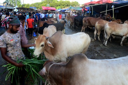 500 Oxen cattle Stock Pictures, Editorial Images and Stock Photos ...
