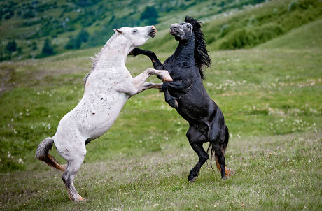 Wild horses fight for mating rights in the Cincar Mountains, Bosnia ...