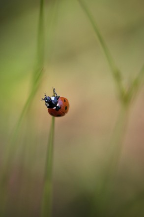 500 Ladybug Stock Pictures, Editorial Images and Stock Photos ...