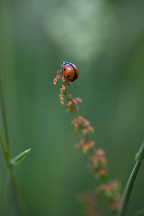 500 Ladybug Stock Pictures, Editorial Images and Stock Photos ...