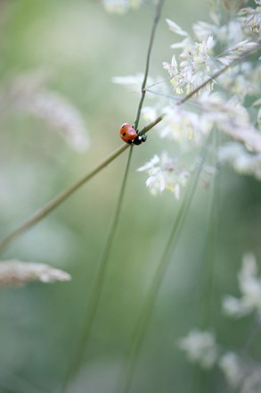 500 Ladybug Stock Pictures, Editorial Images and Stock Photos ...