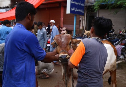 Pakistani Butchers Bring Sacrificial Cow Be Editorial Stock Photo ...
