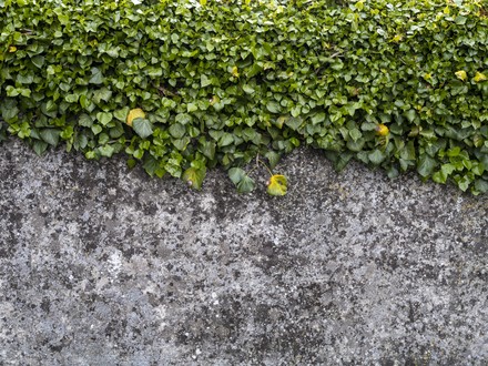 2,000 Cemetery wall Stock Pictures, Editorial Images and Stock Photos ...
